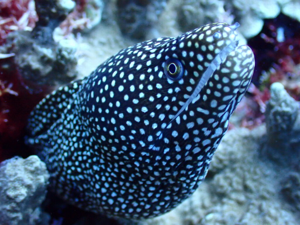 Ice cream and Oleai | DIVING SHOP AQUA GATE SAIPAN