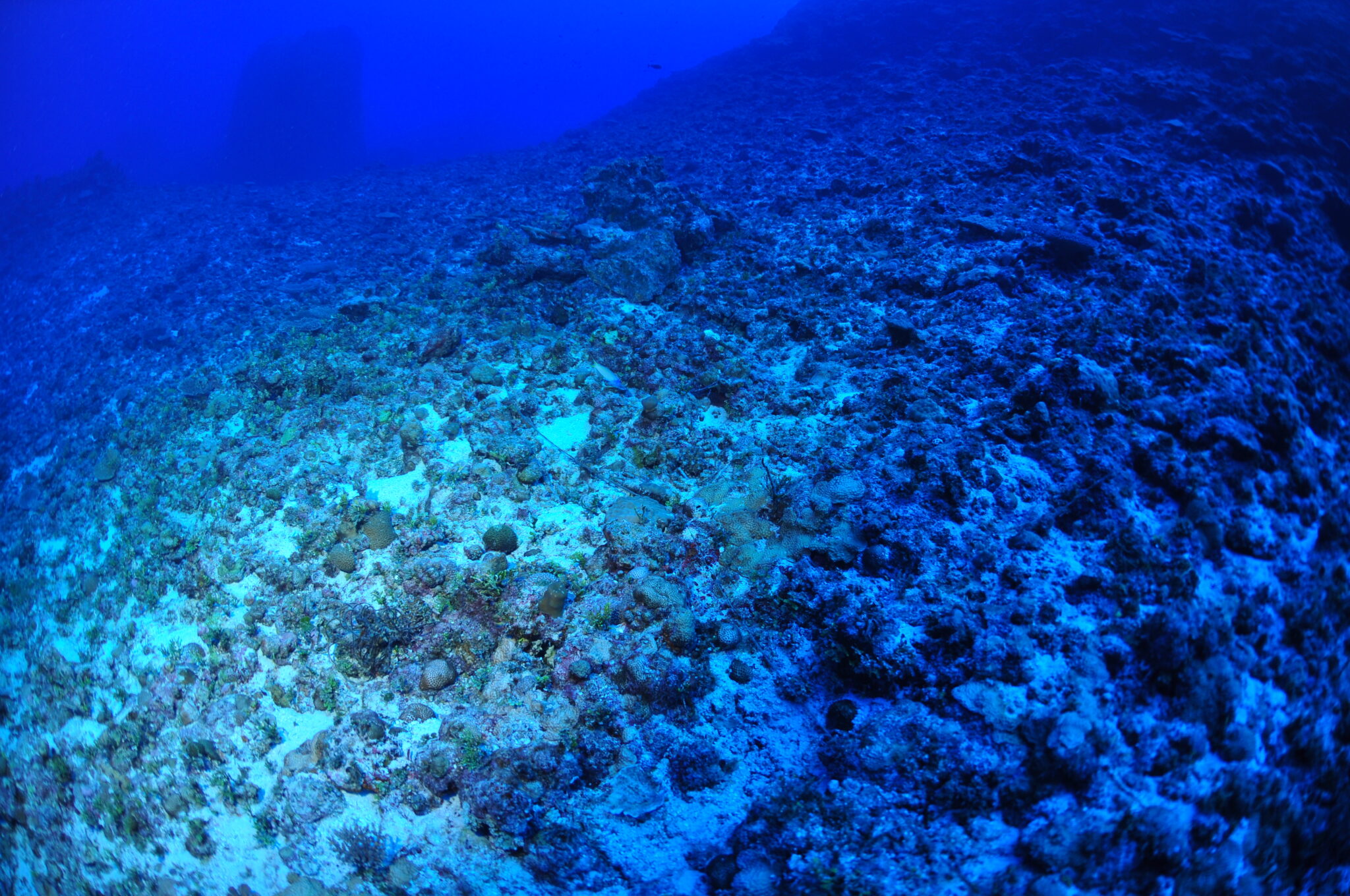 Bluehead tilefish アオマスク | DIVING SHOP AQUA GATE SAIPAN